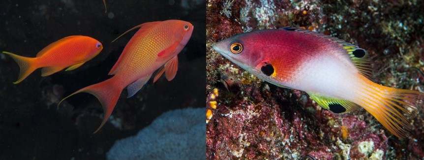 New Species Added to the Open Source Marine Fish Egg Catalog - The Open ...
