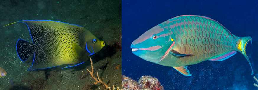 New Species Added to the Marine Fish Egg Catalog - The Open Source ...
